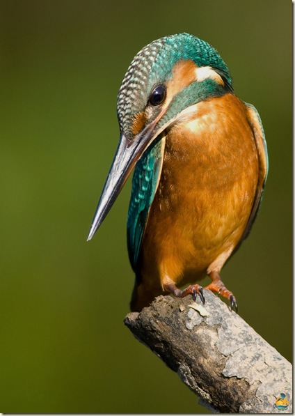 Guarda-rios | GUARDA-RIOS DO LIMA